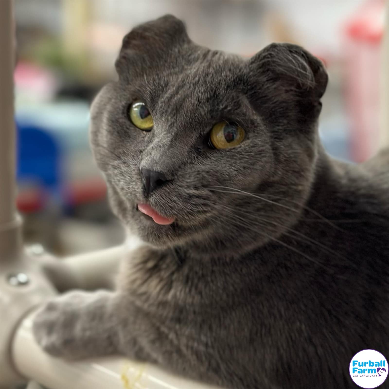 Furball Farm Cat Sanctuary Merchandise – Furball Farm Shop