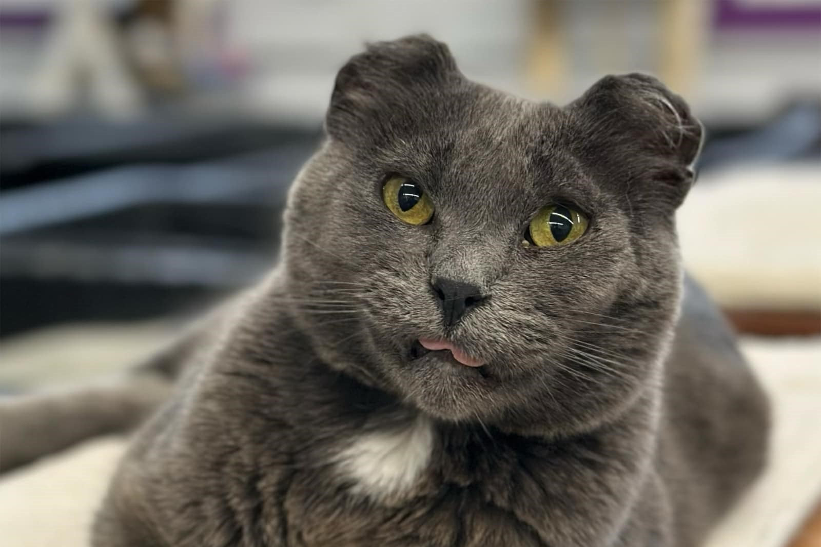 Furball Farm Cat Sanctuary Merchandise – Furball Farm Shop